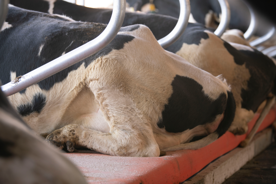 Home | Cowhouse - Dutch Mountain mattress